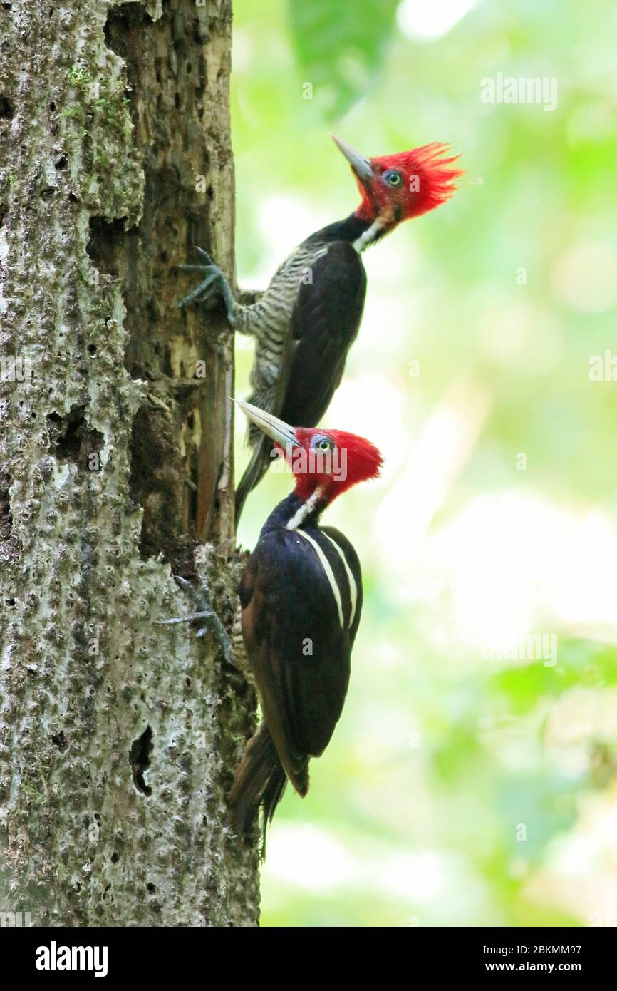 Pale-billed Woodpeckers (Campephilus guatemalensis) searching for grubs ...