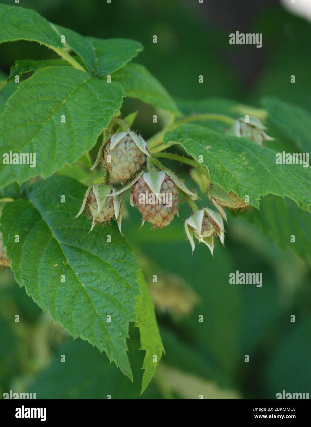 Fruit growing garden europe hi-res stock photography and images - Alamy