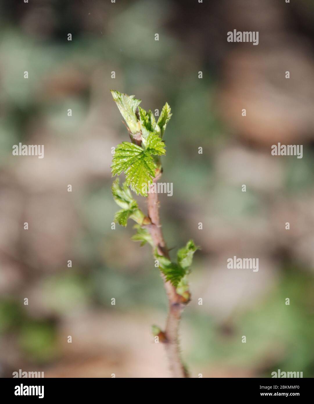 A fresh new shoot from a raspberry bush in early spring in Italy Stock ...