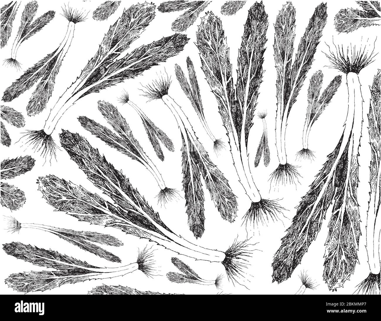 Eryngium foetidum Black and White Stock Photos & Images - Alamy