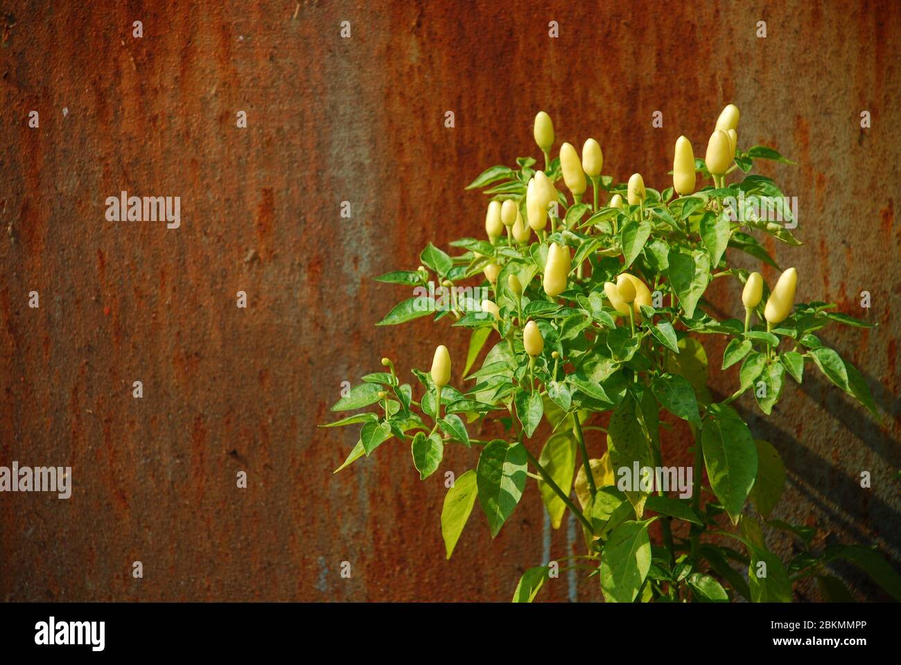 A chilli plant in the sunshine against an old rusted metal door Stock ...
