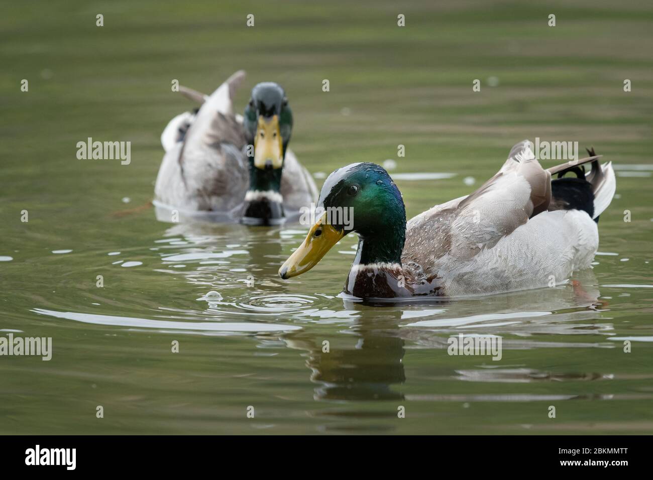 Closeup of two male mallards swimming on a river in springtime Stock ...