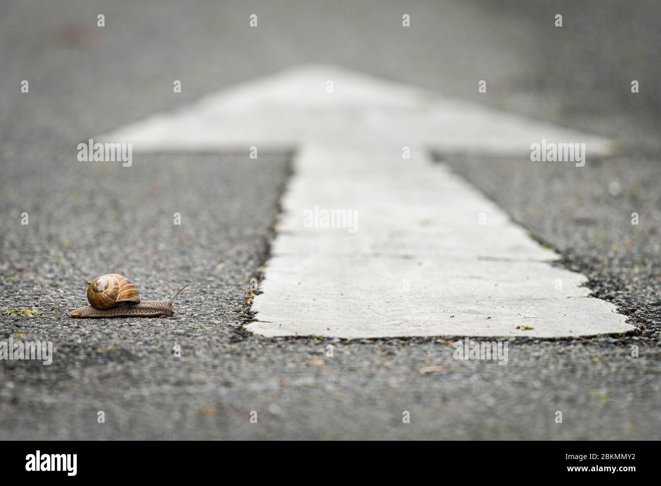 Closeup of a snail crossing a road with a white arrow in wrong ...