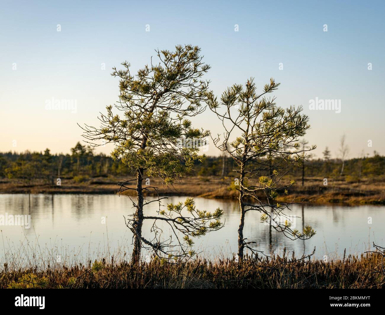 Swamp overgrown with trees and reeds, swamp lake at sunset, swamp ...
