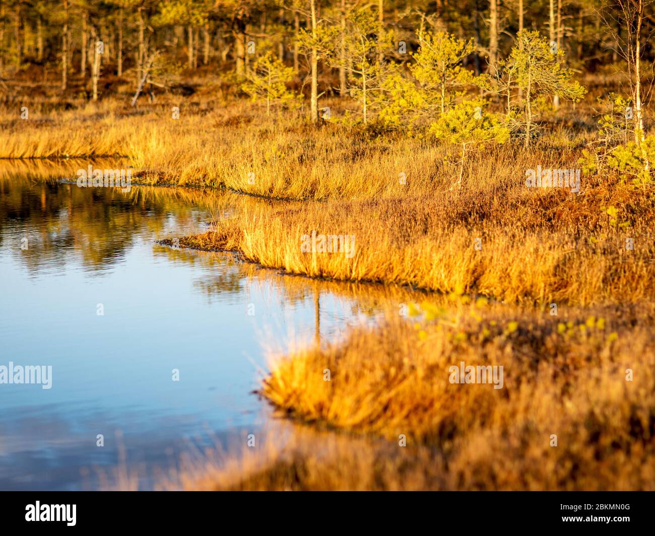 Swamp overgrown with trees and reeds, swamp lake at sunset, swamp ...