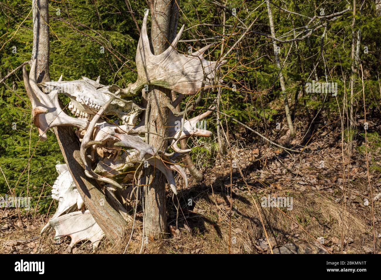 Lot of wasted moose antlers and skulls between two trees, picture from ...