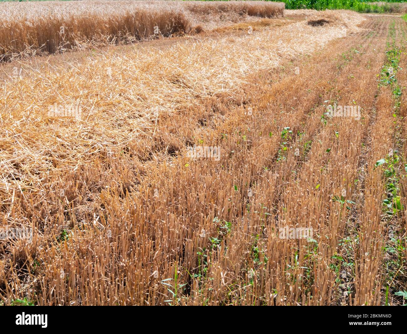 Wheat harvesting in the summer. Strip of sheared wheat after harvester ...