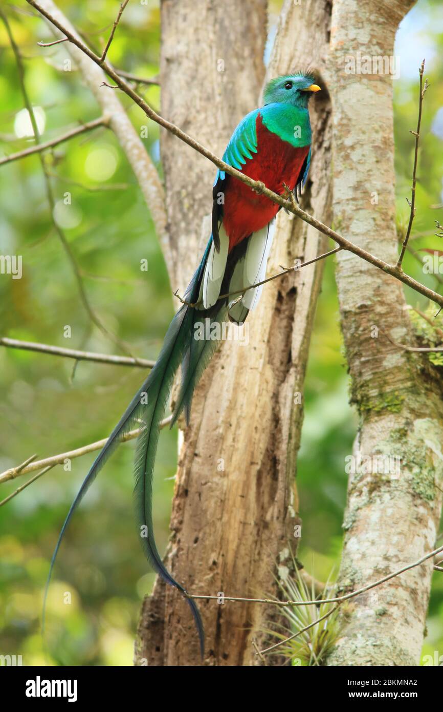 Resplendent quetzel hi-res stock photography and images - Alamy