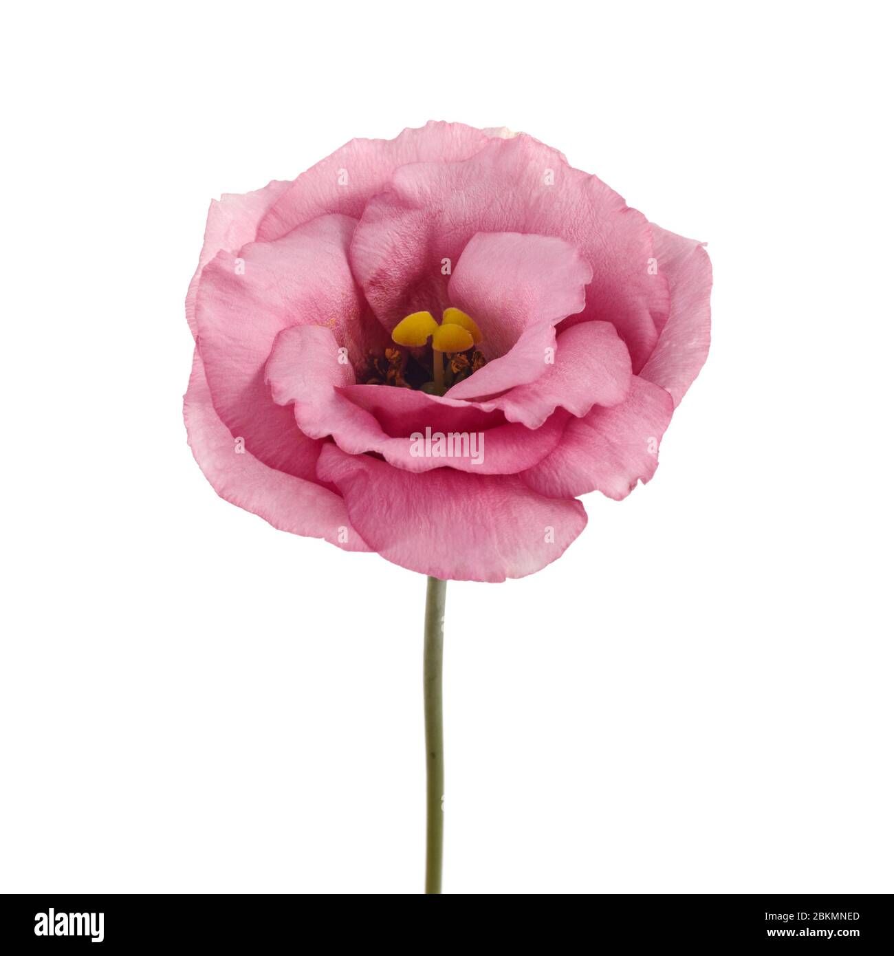 Beautiful pink eustoma flowers isolated on white background. Spring or ...