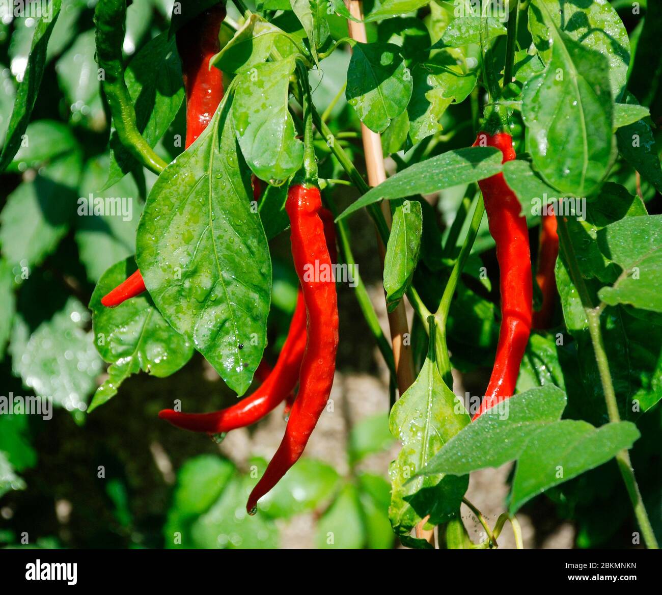 Green chillies farming hi-res stock photography and images - Alamy