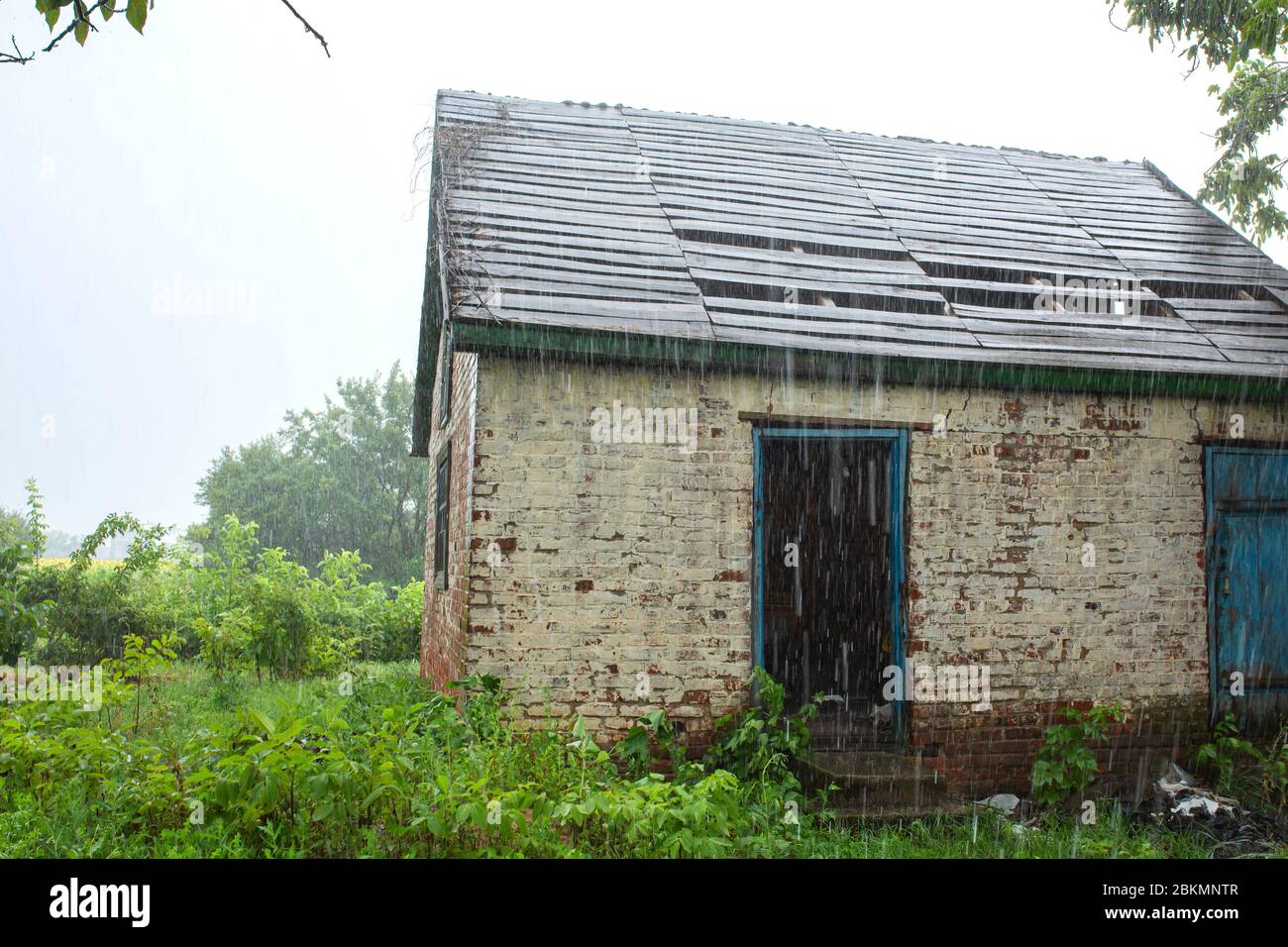 Heavy rain near an old abandoned house in a distant village. Green ...