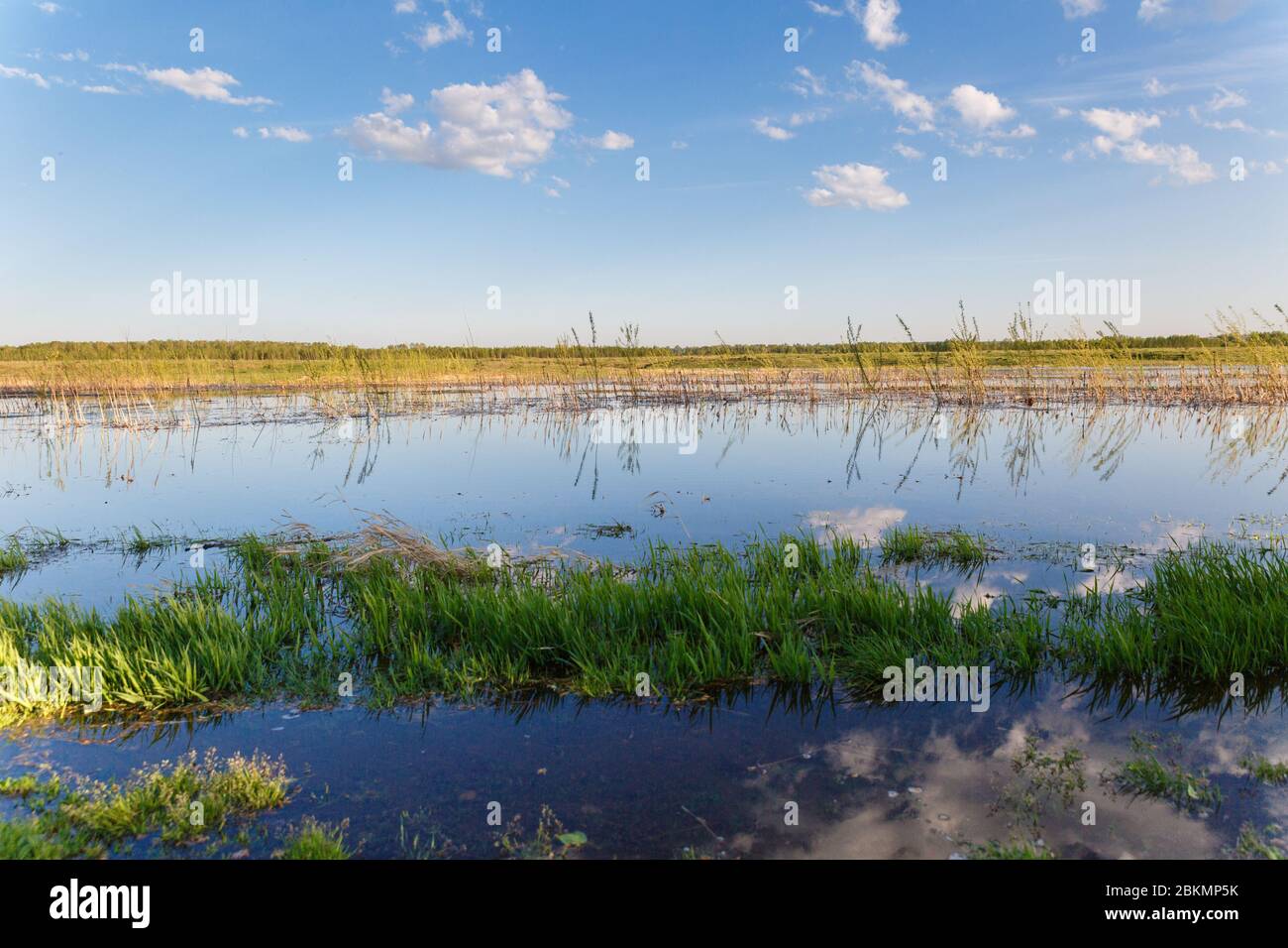 Landscape of a swampy pond with a reflection on the water. Blue sky ...