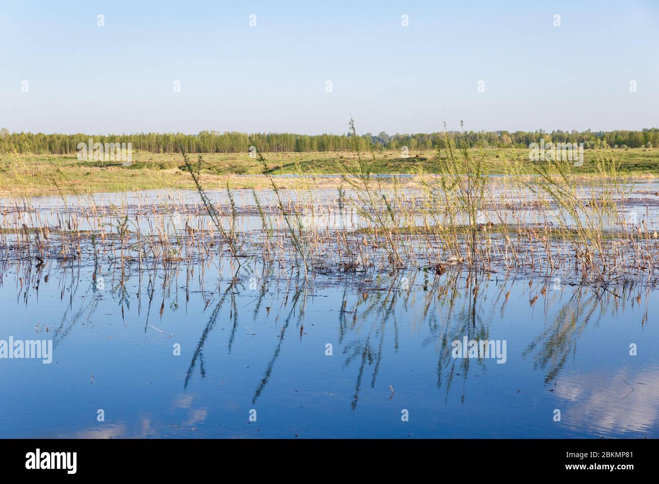 Landscape of a swampy pond with a reflection on the water. Blue sky ...