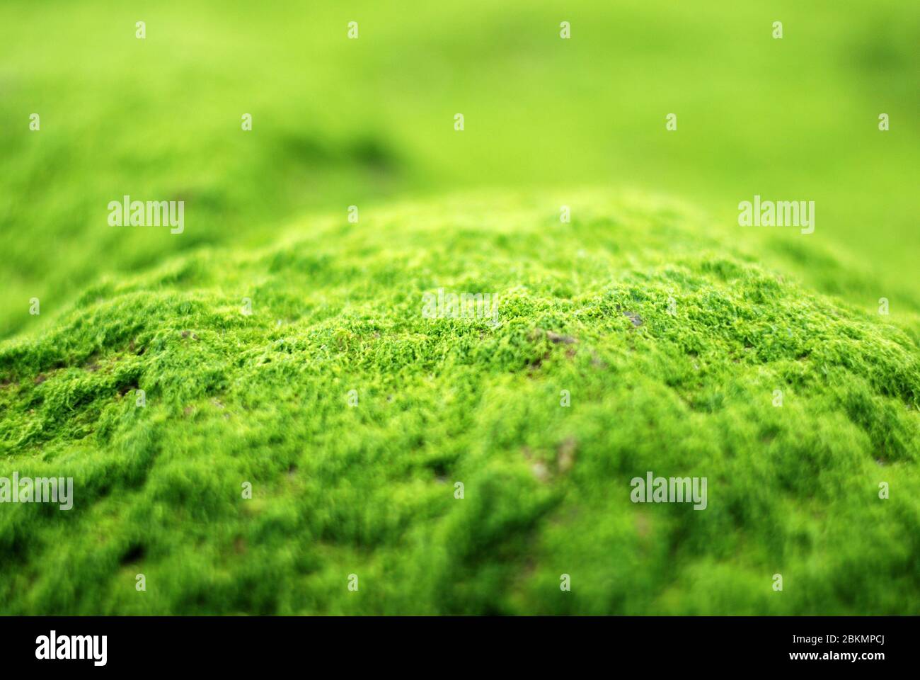 Marine life algae in close hi-res stock photography and images - Alamy