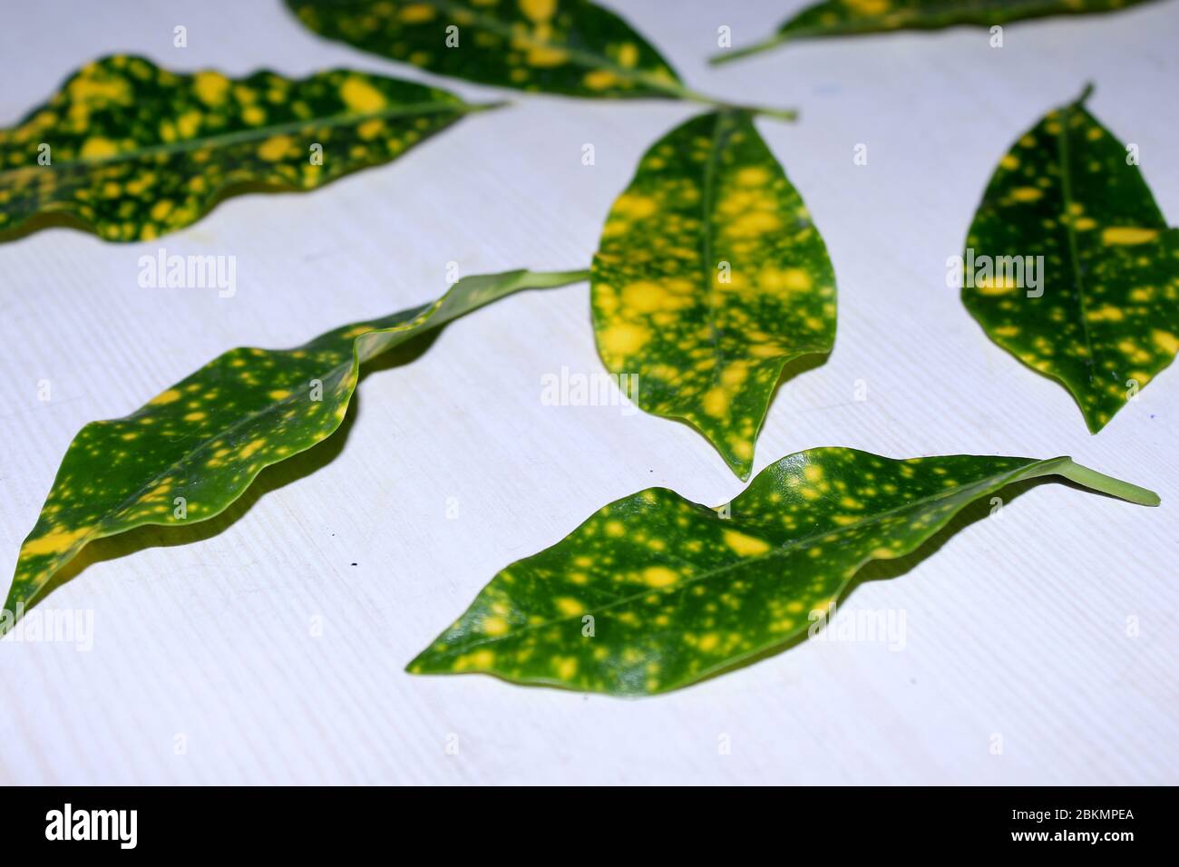 Croton plants hi-res stock photography and images - Alamy