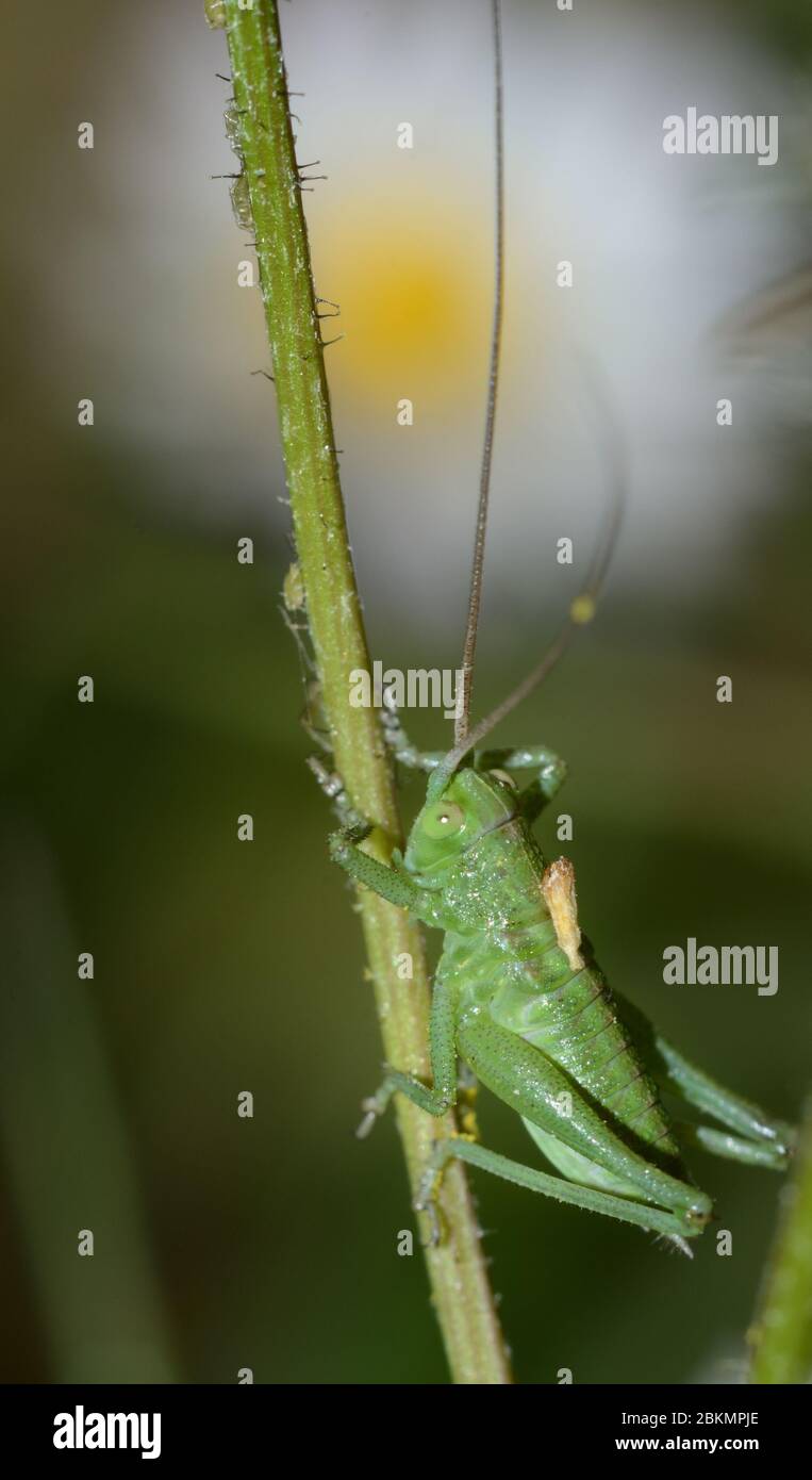 Climbing bugs hi-res stock photography and images - Alamy