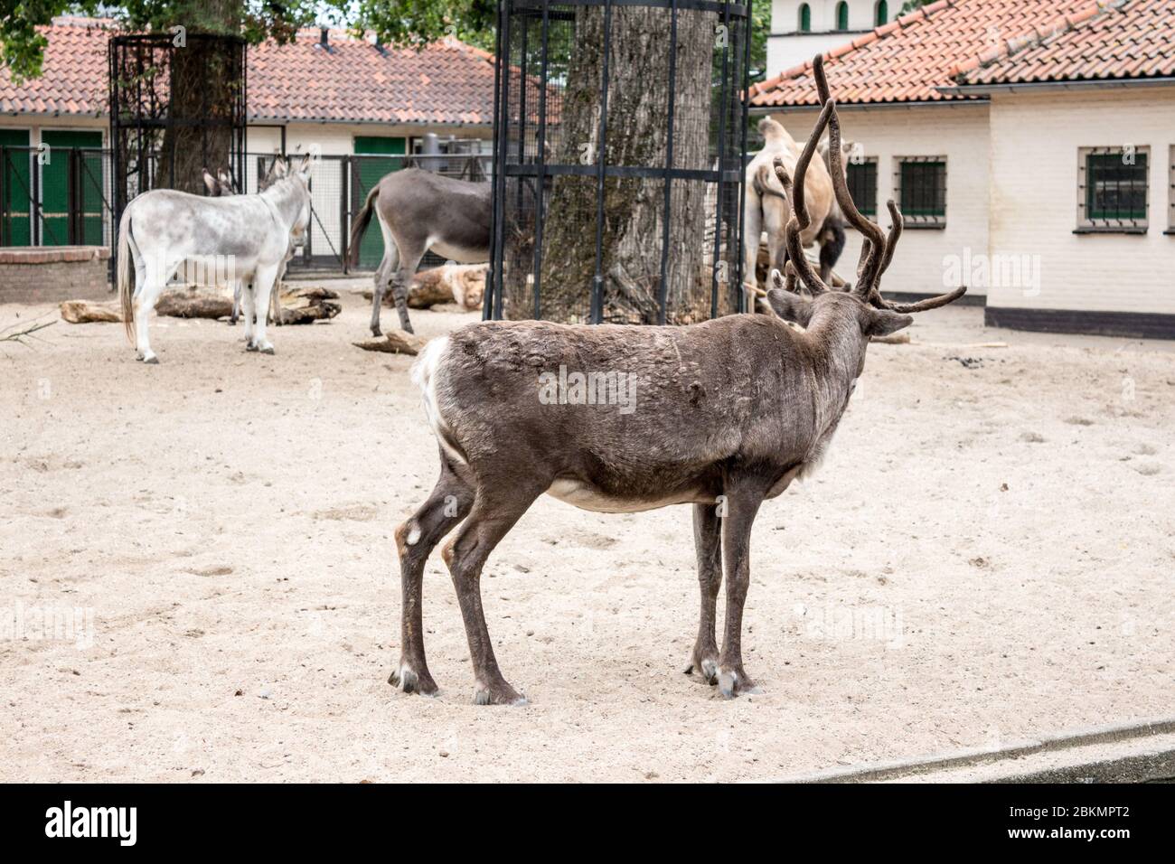 Reindeerbehavior hi-res stock photography and images - Alamy