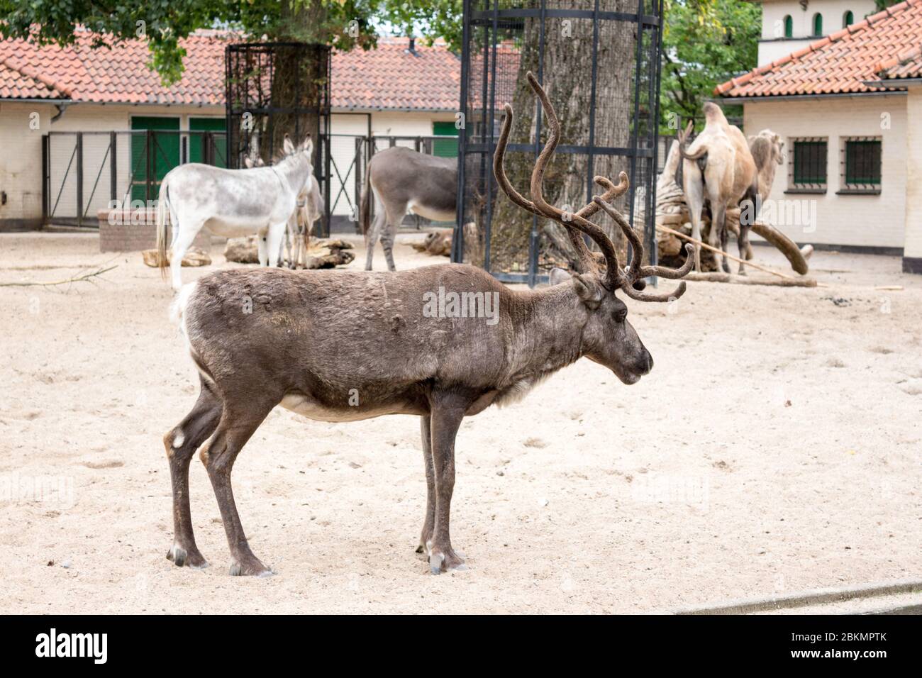 A majestic reindeer standing in a sandy zoo enclosure, showcasing its ...