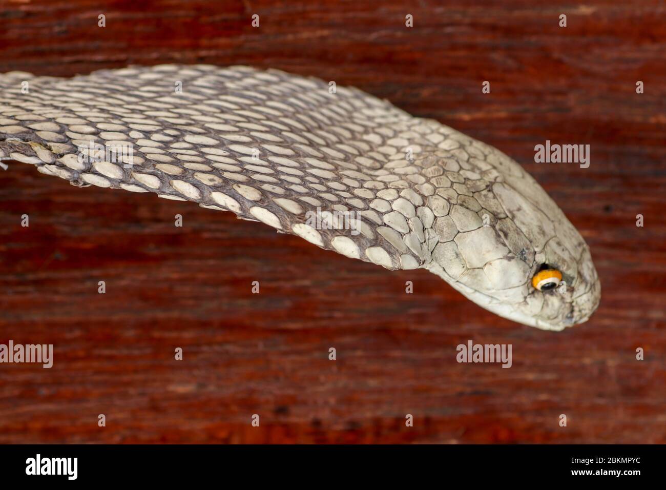 A close up head of a King Cobra. Tanned skin of Ophiophagus hannah ...