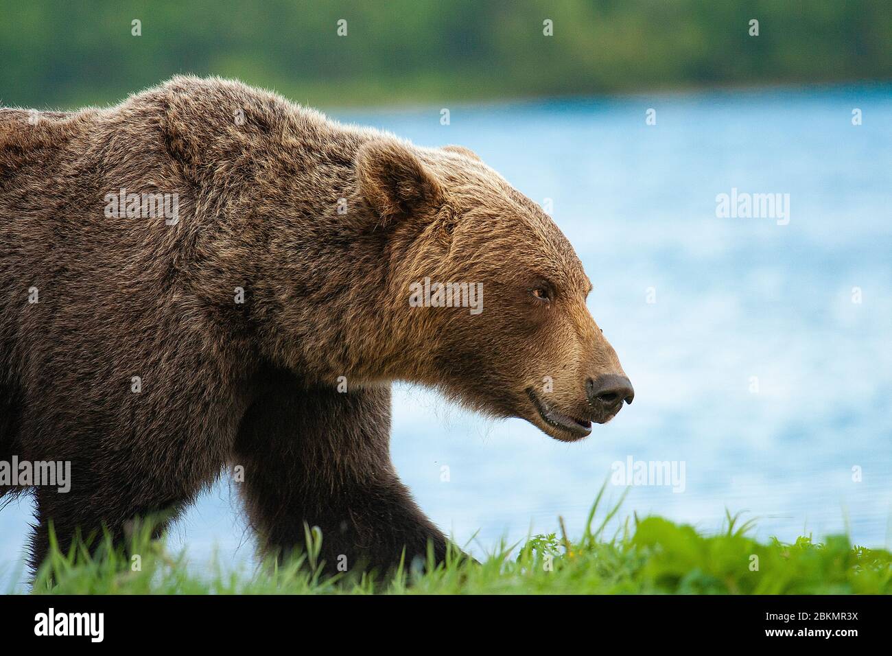 Brown bear(Ursus arctos) in Kurile lake. Kamchatka. Siberia. Russia ...