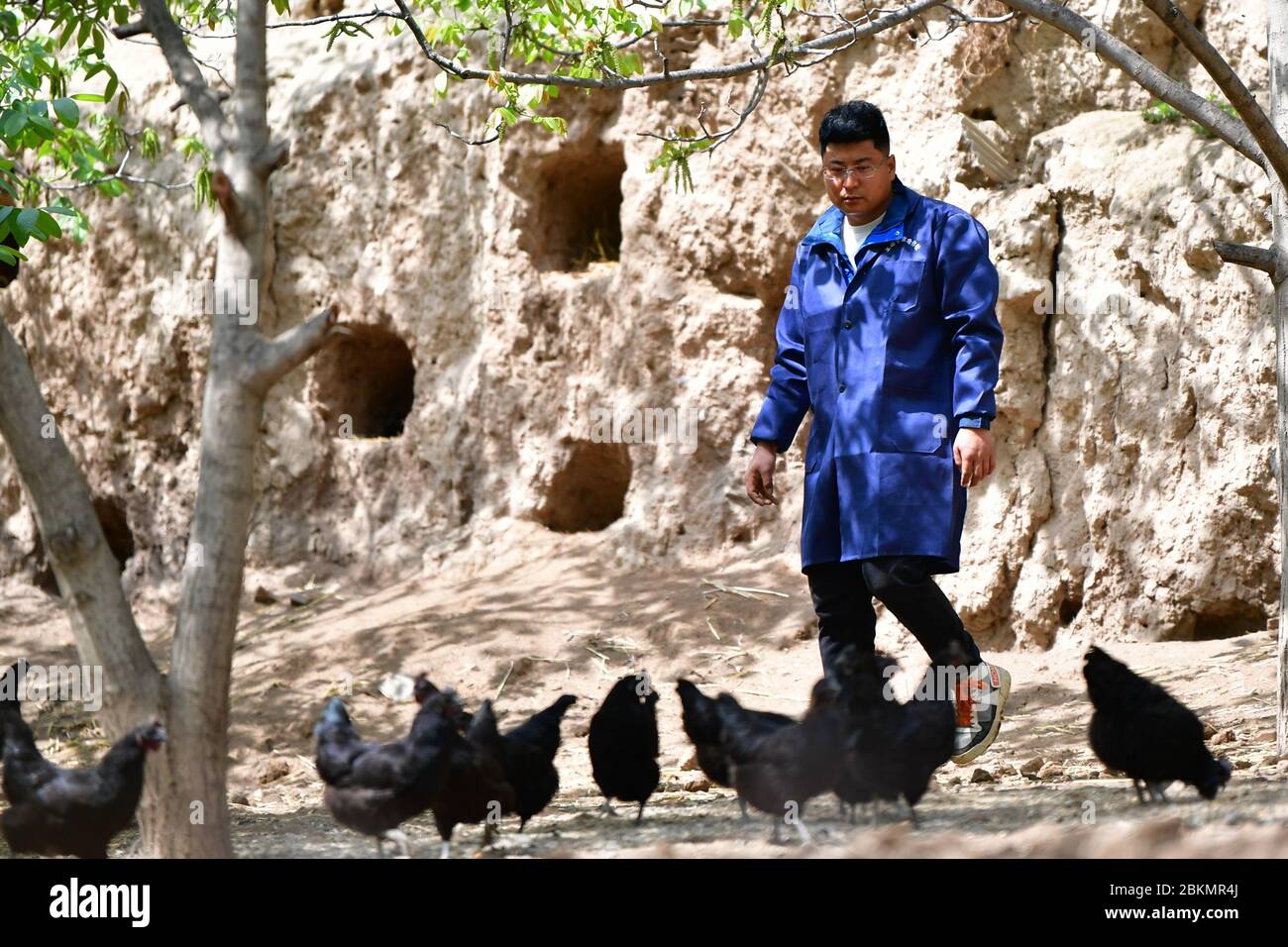 Tibetan chickens hi-res stock photography and images - Alamy