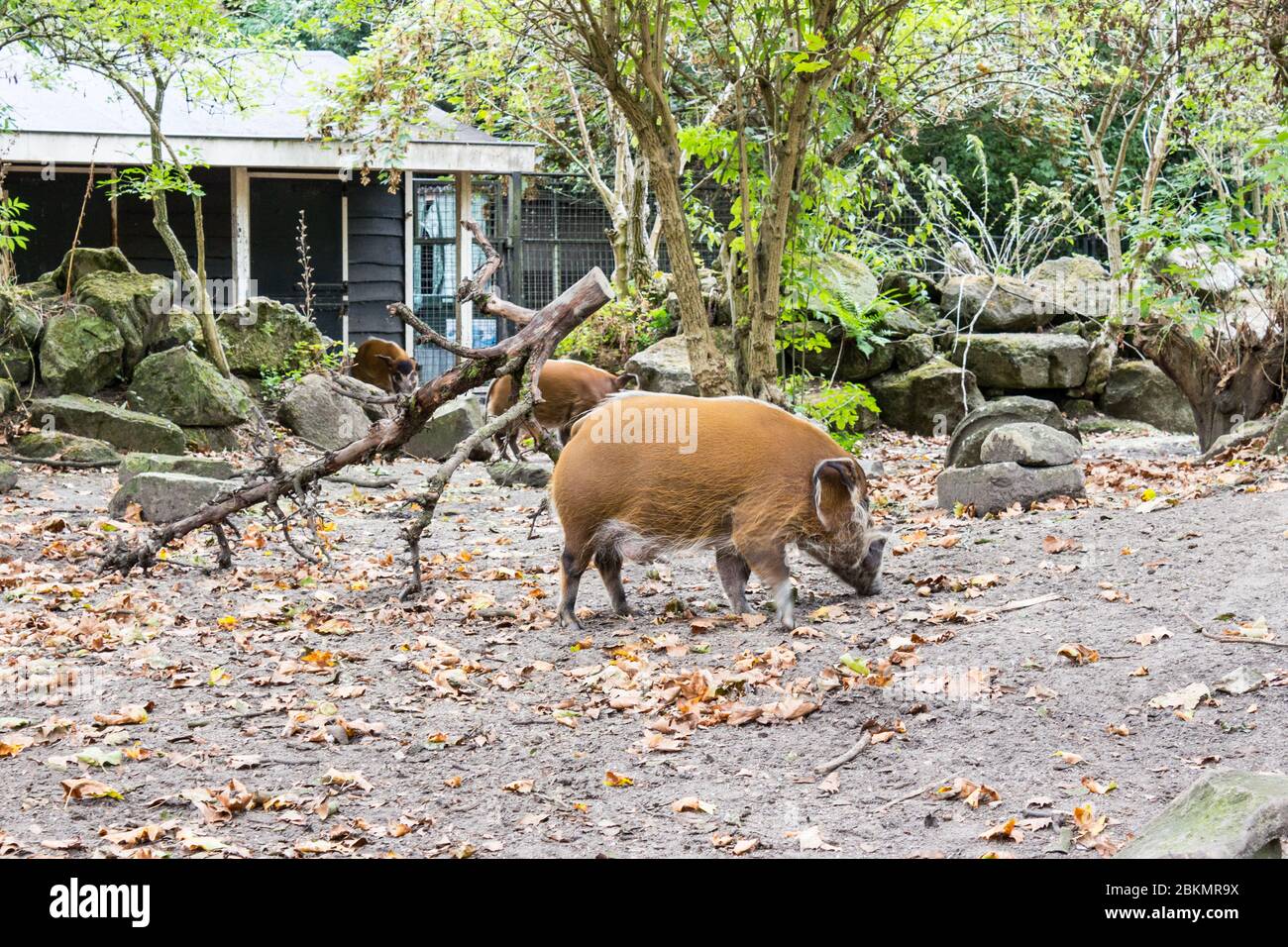 Pigbehavior hi-res stock photography and images - Alamy