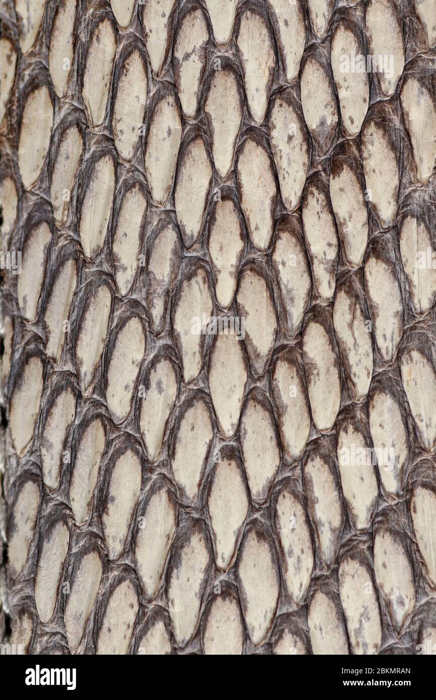 Detail of snake skin belt. A close up of a belt of the most venomous ...