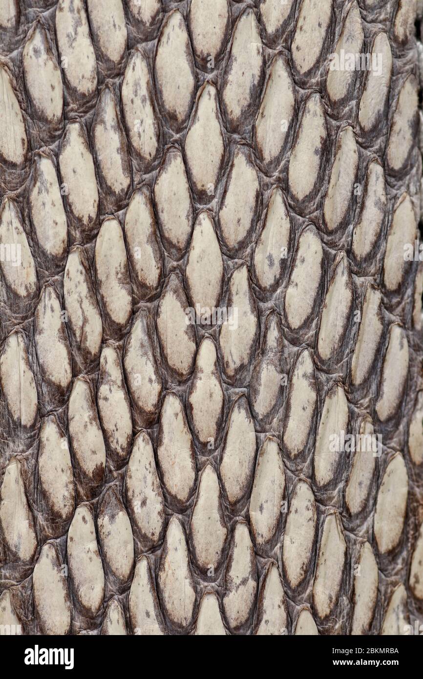 Detail of snake skin belt. A close up of a belt of the most venomous ...