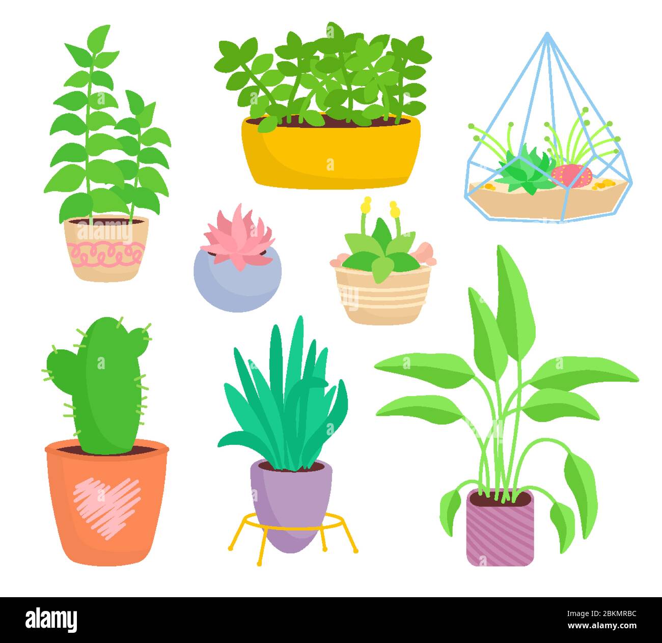 House indoor plant, potted ceramic set, flat cartoon style. Succulents ...
