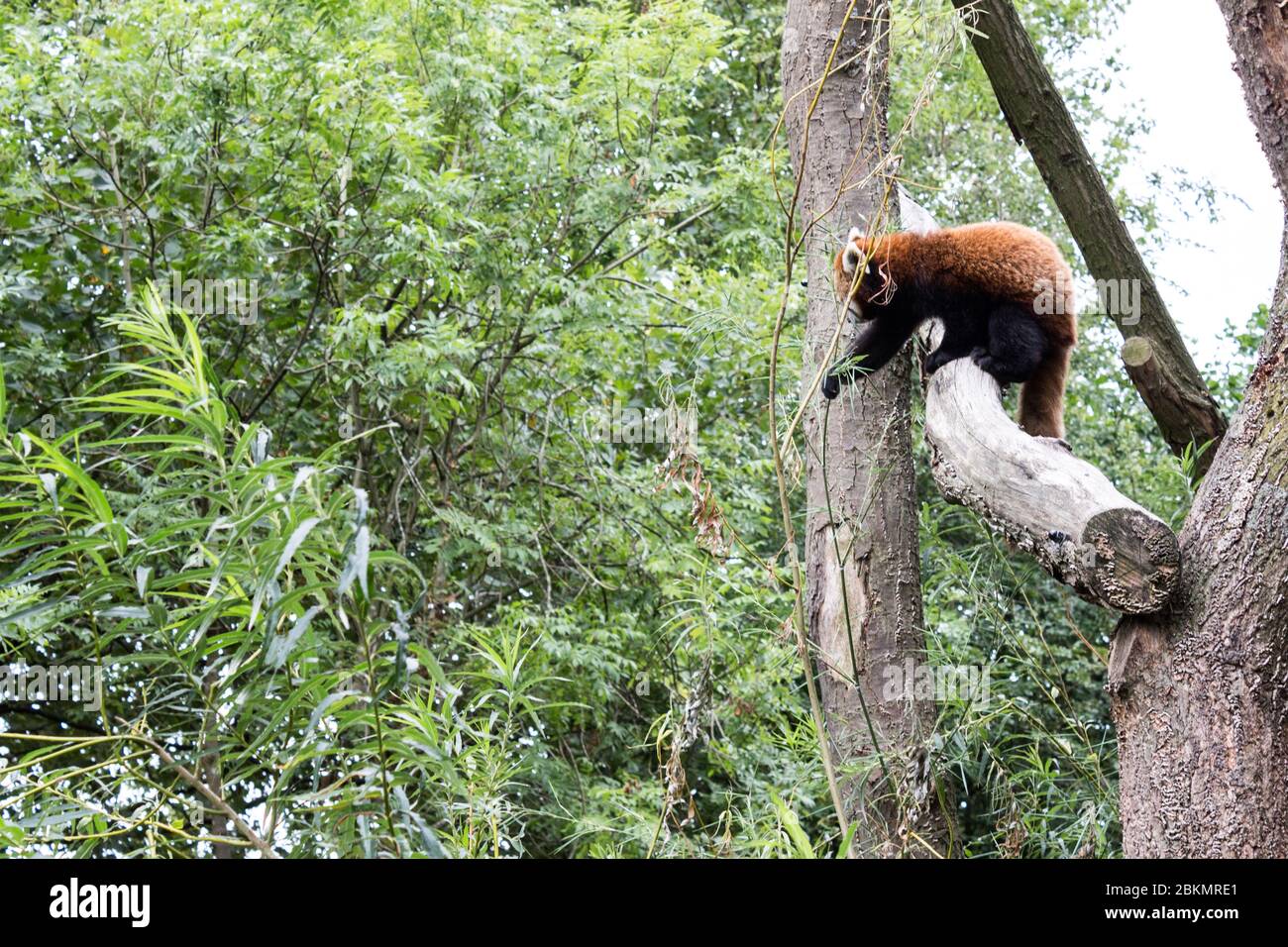 Arborealhabits hi-res stock photography and images - Alamy