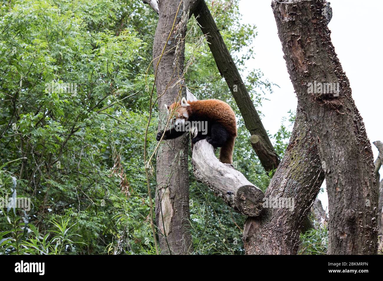 A red panda resting on a tree branch, blending perfectly with its lush ...