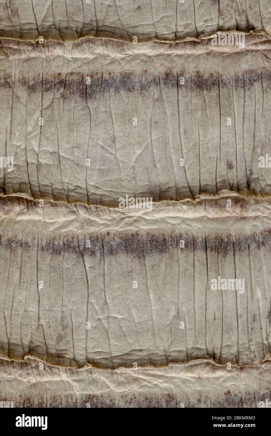 Detail of snake skin belt. A close up of a belt of the most venomous ...