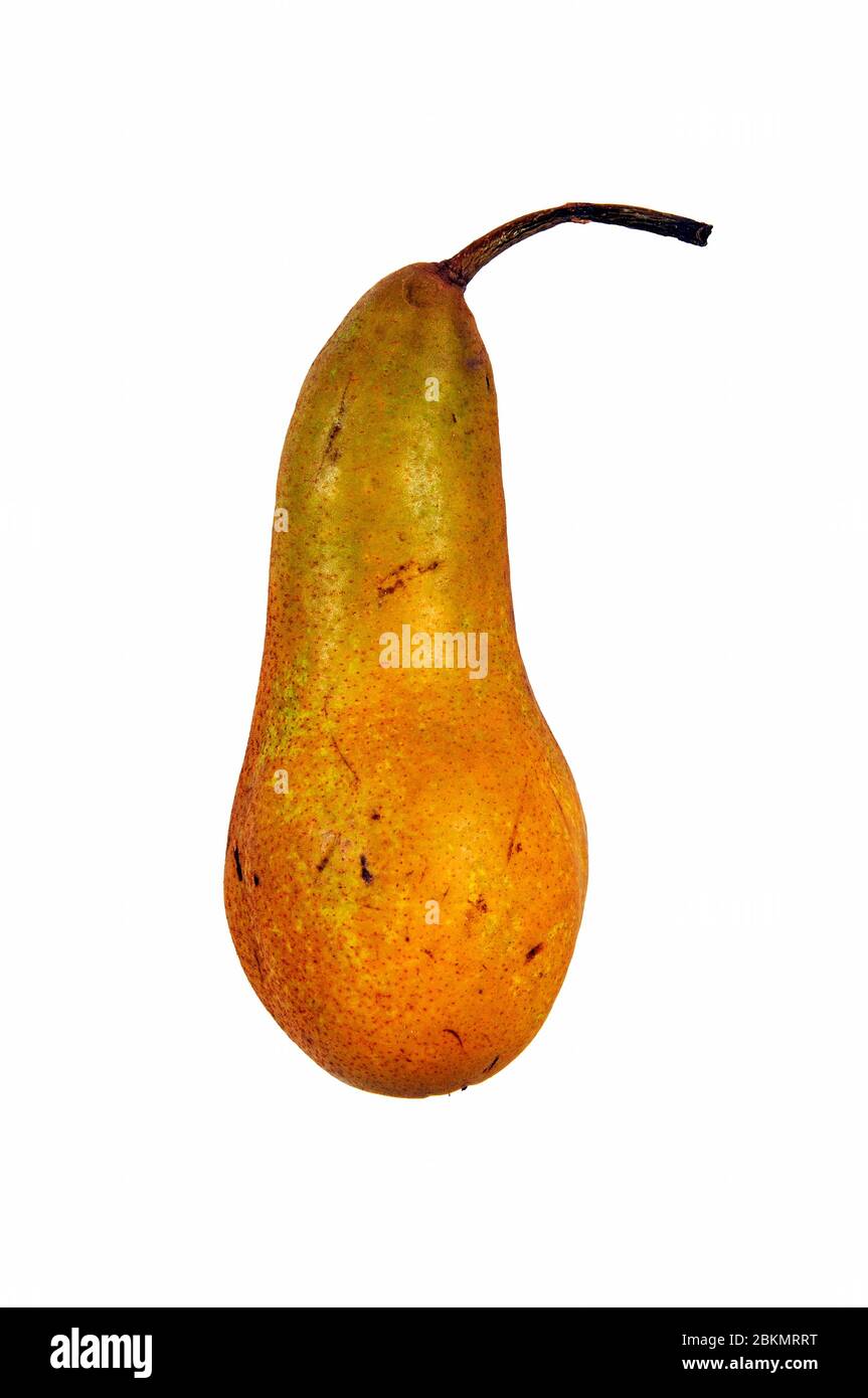 A single Conference Pear on a plain white background Stock Photo - Alamy