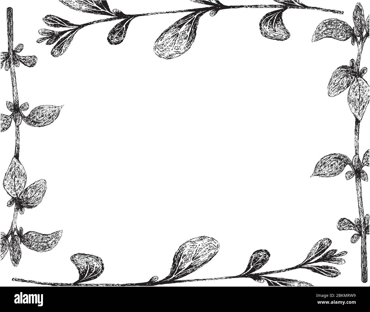 Thyme aromatic plant mint Stock Vector Images - Alamy