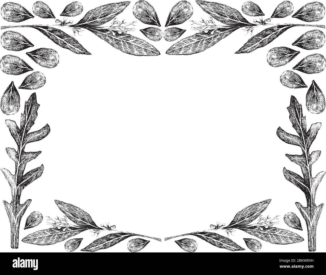 Green laurel leaf Black and White Stock Photos & Images - Alamy