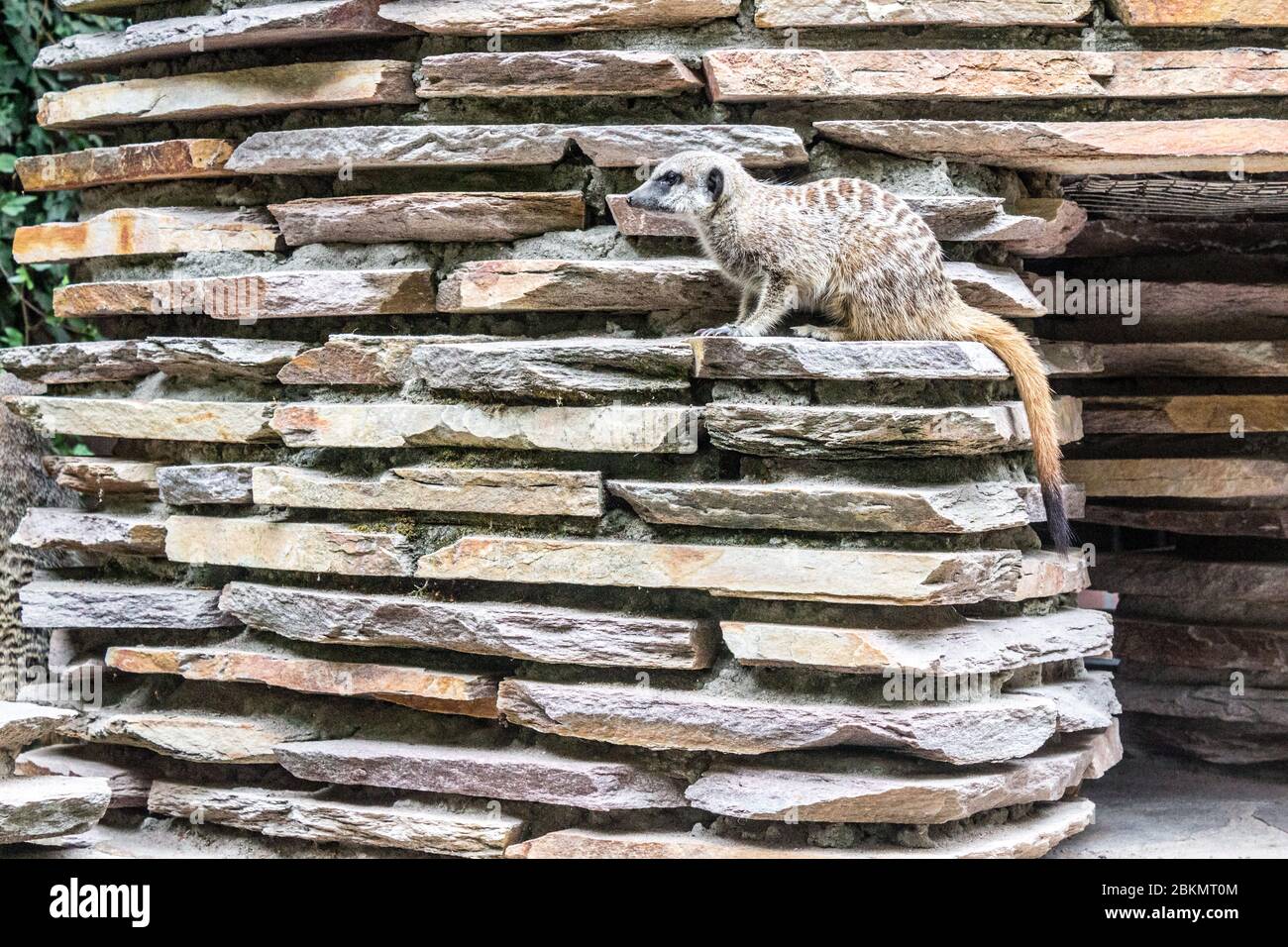 A curious meerkat perched atop stacked stone slabs, blending into its ...