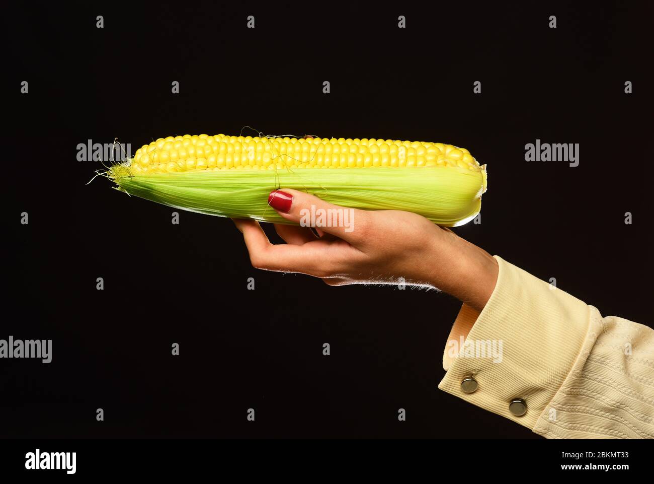 Female hand holds corn isolated on black background. Corn cob in yellow ...