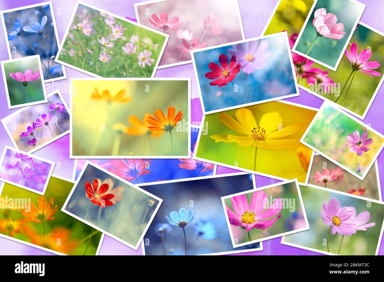 Flower Collage High Resolution Stock Photography and Images - Alamy