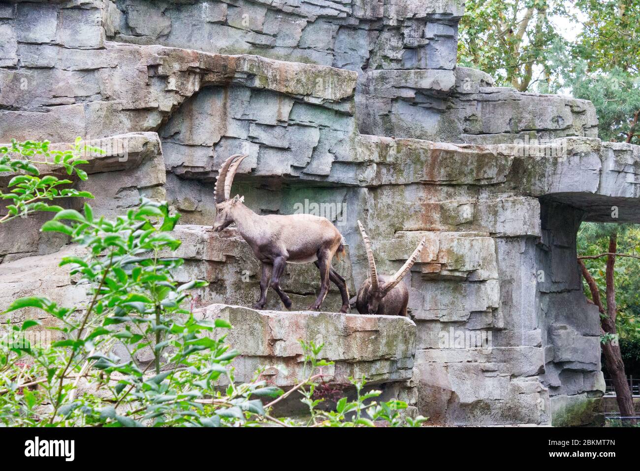 Naturalistic enclosure hi-res stock photography and images - Alamy