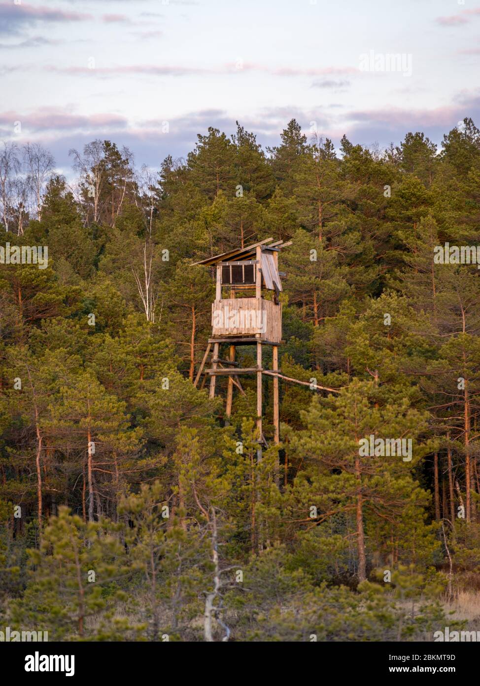 Twilight sunset in the swamp, bog overgrown with trees and reeds ...