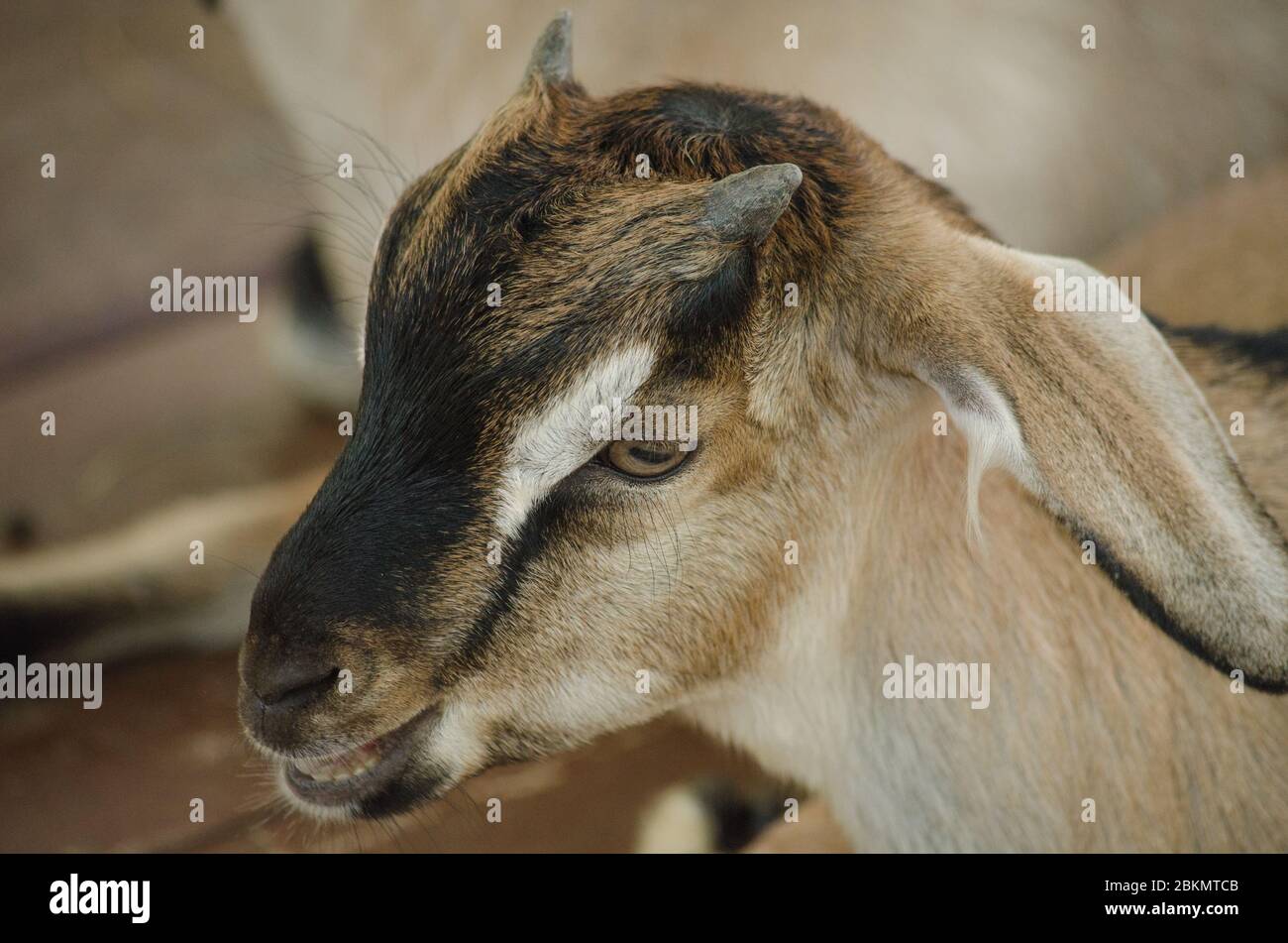 The goat is a member of the family Bovidae and is closely related to ...