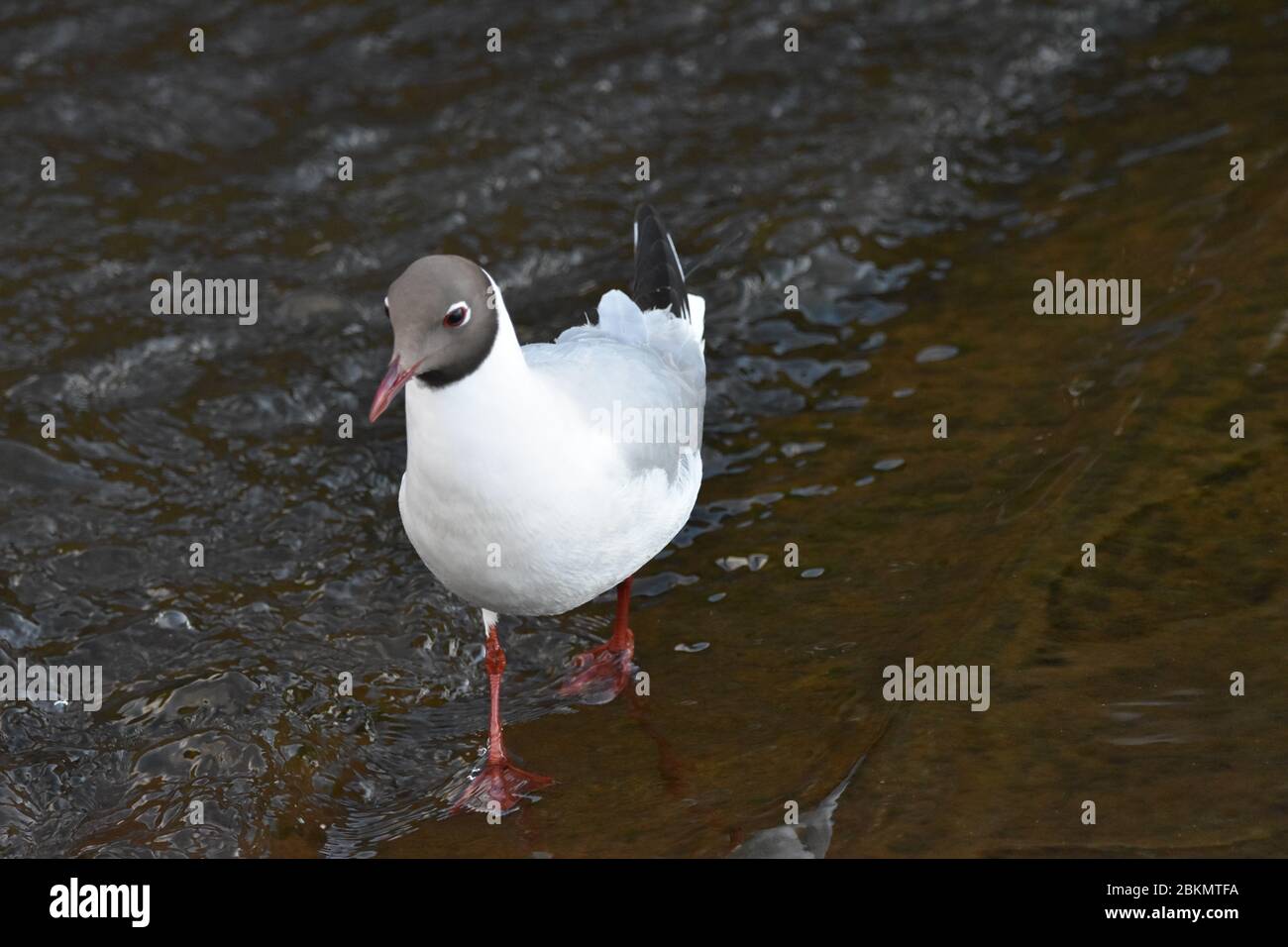 A cute duck walking Stock Photo - Alamy