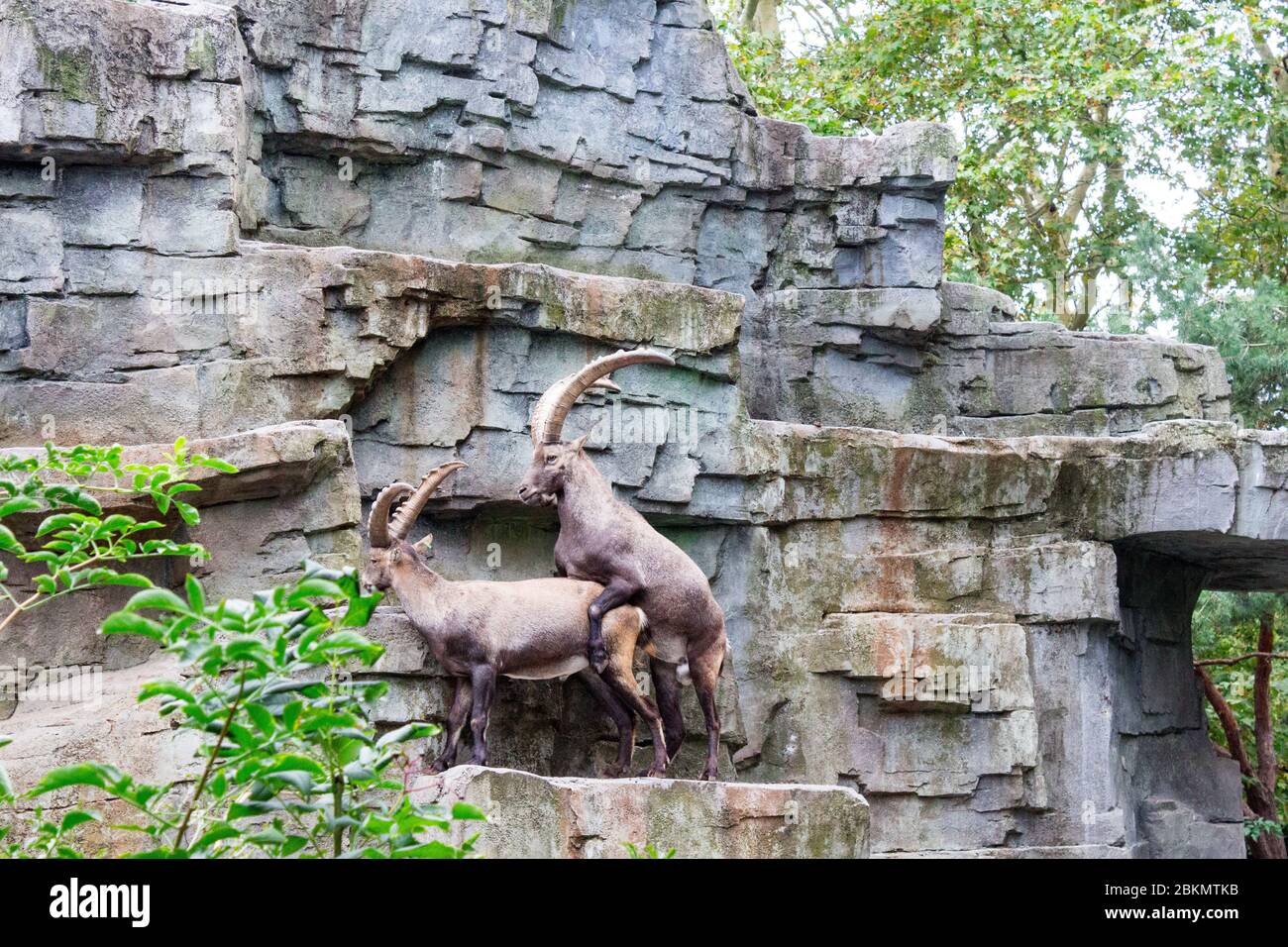 Two Alpine ibexes in a rocky habitat, displaying natural behavior, on ...