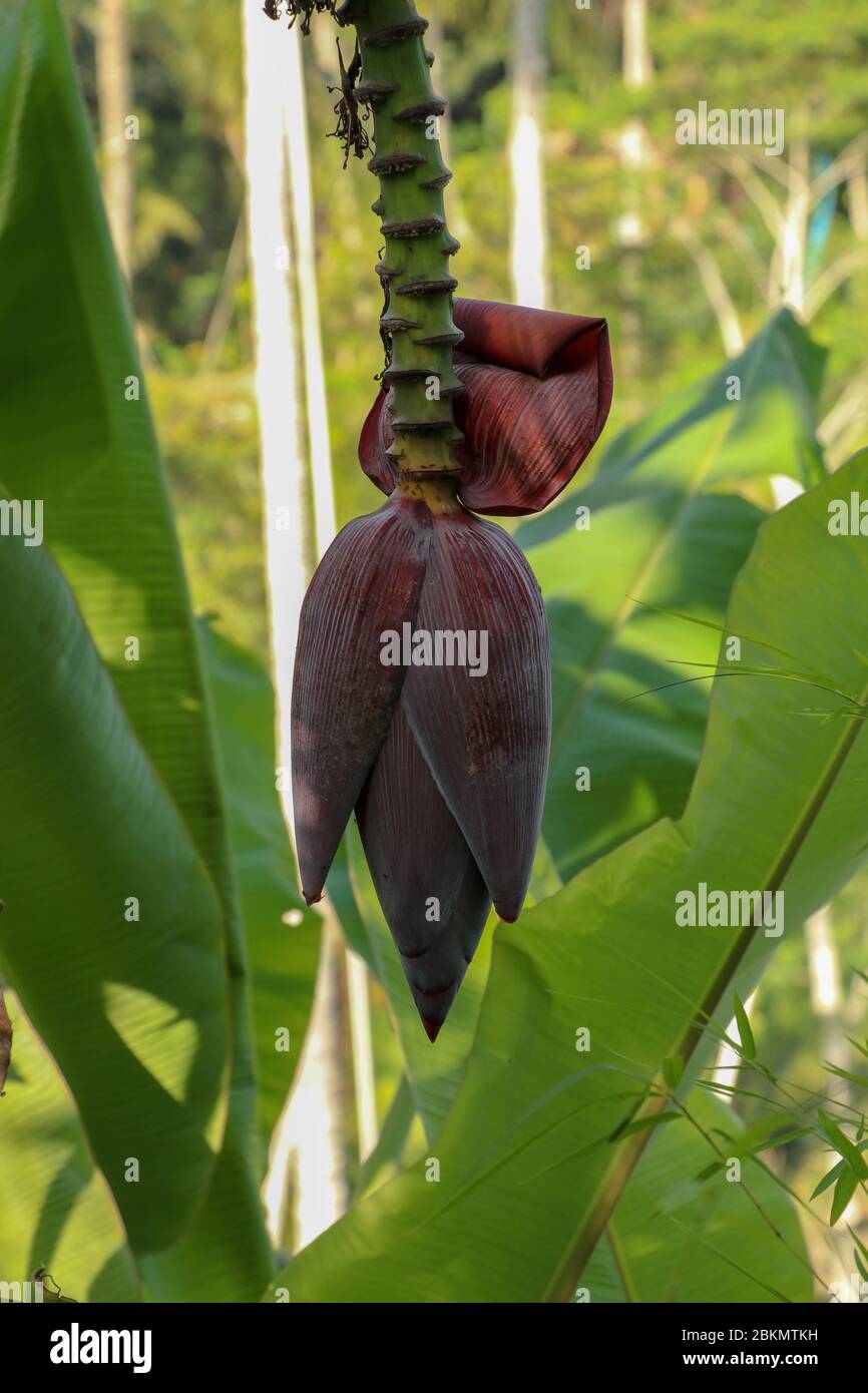 Young Banana blossom. Banana Flower - The teardrop-shaped purple flower ...