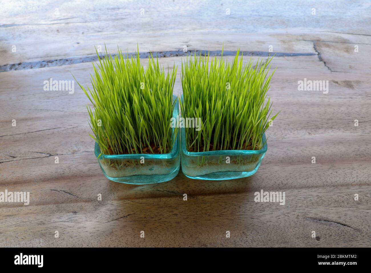 The root system is visible through the glass wall of the pot. Young ...