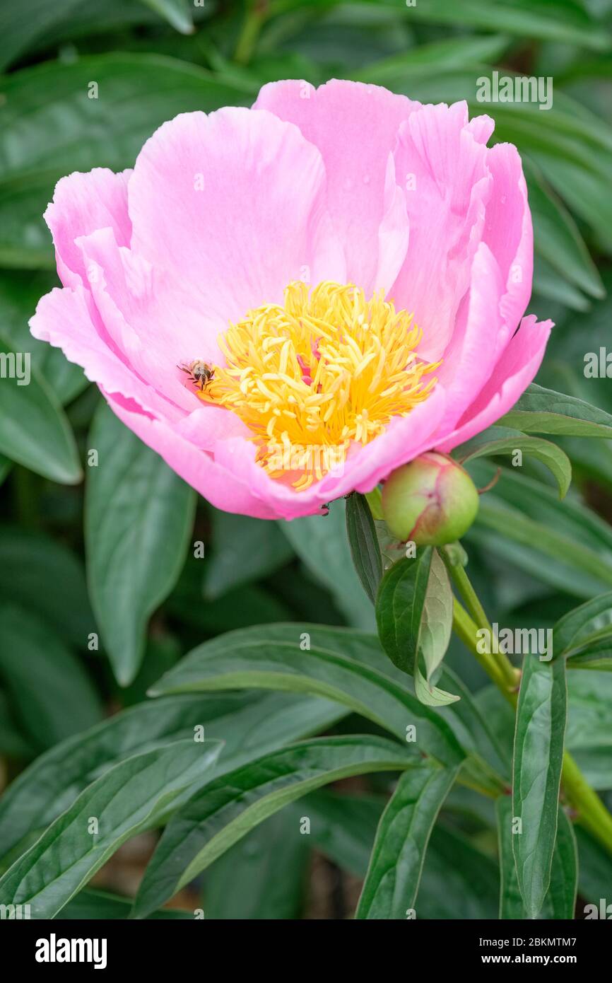 Single pink bloom of Chinese Peony Sea Shell paeonia lactiflora Sea ...