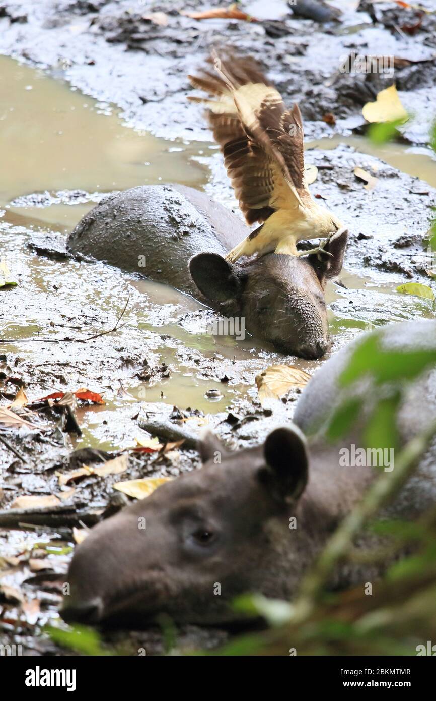 Yellow-headed caracara (Milvago chimachima) eating parasitic ticks from ...