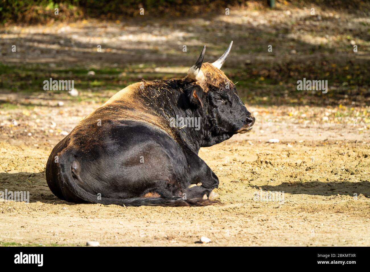 Heck cattle, Bos primigenius taurus, claimed to resemble the extinct ...