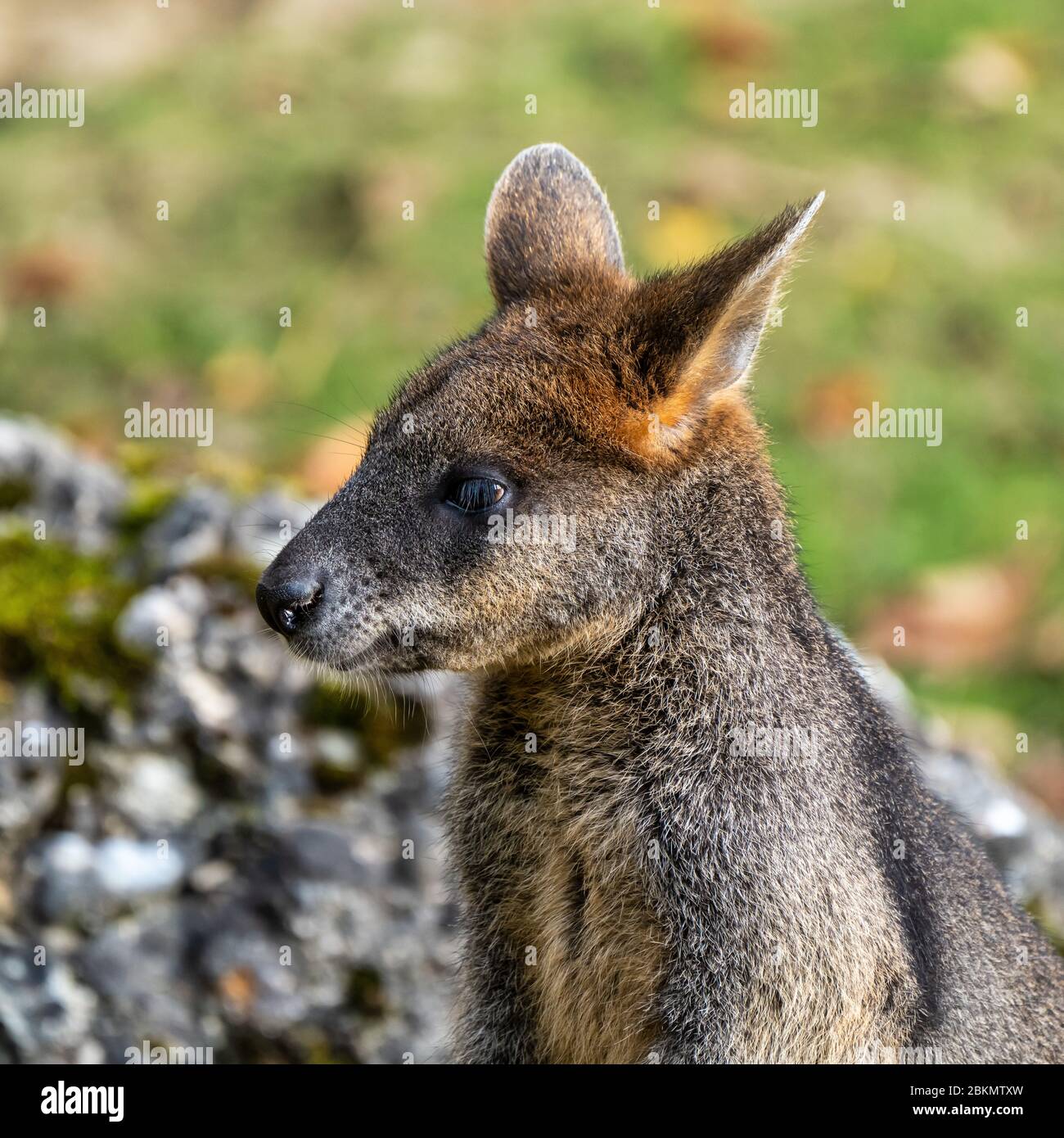 Victoria endangered animals australia hi-res stock photography and ...