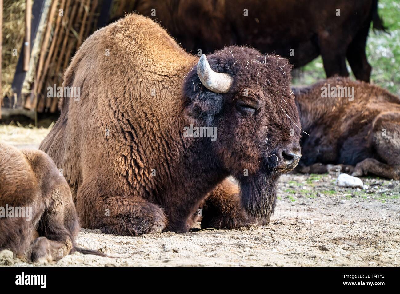The American bison or simply bison, also commonly known as the American ...